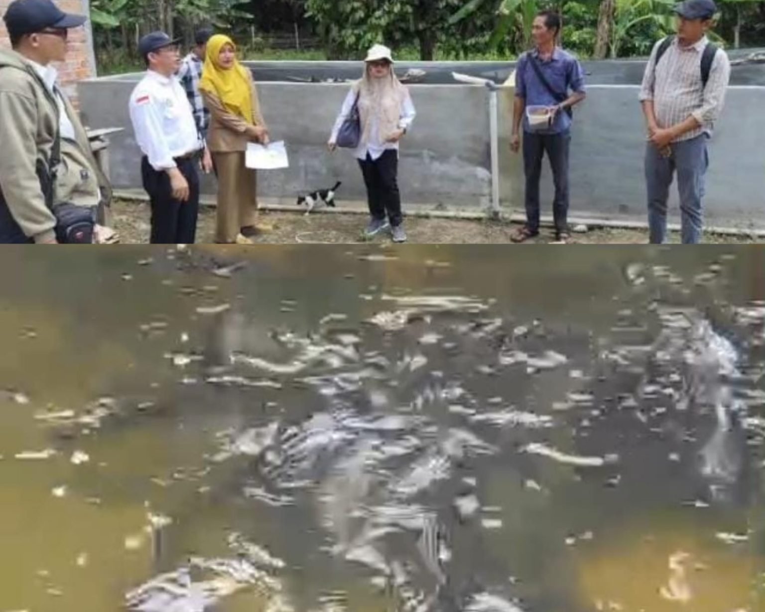 Ketahanan Pangan Desa Talang Sari Budidaya Ikan Patin Untuk Masyarakat ...